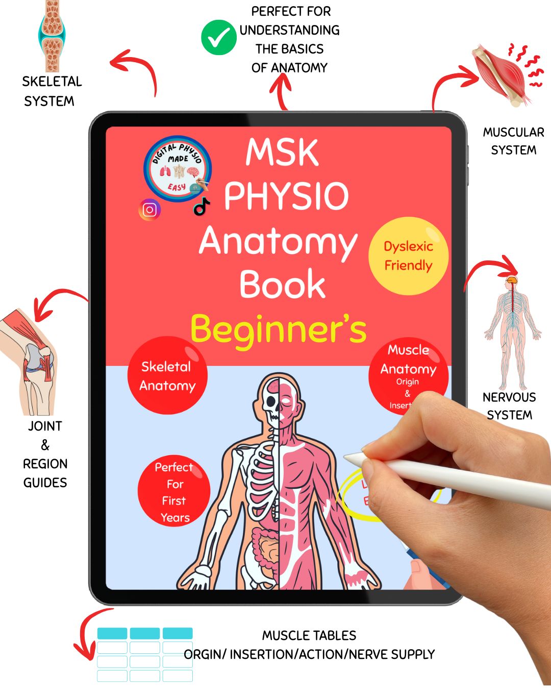 Digital- MSK Anatomy Book Beginner's – Digitalphysiomadeeasy